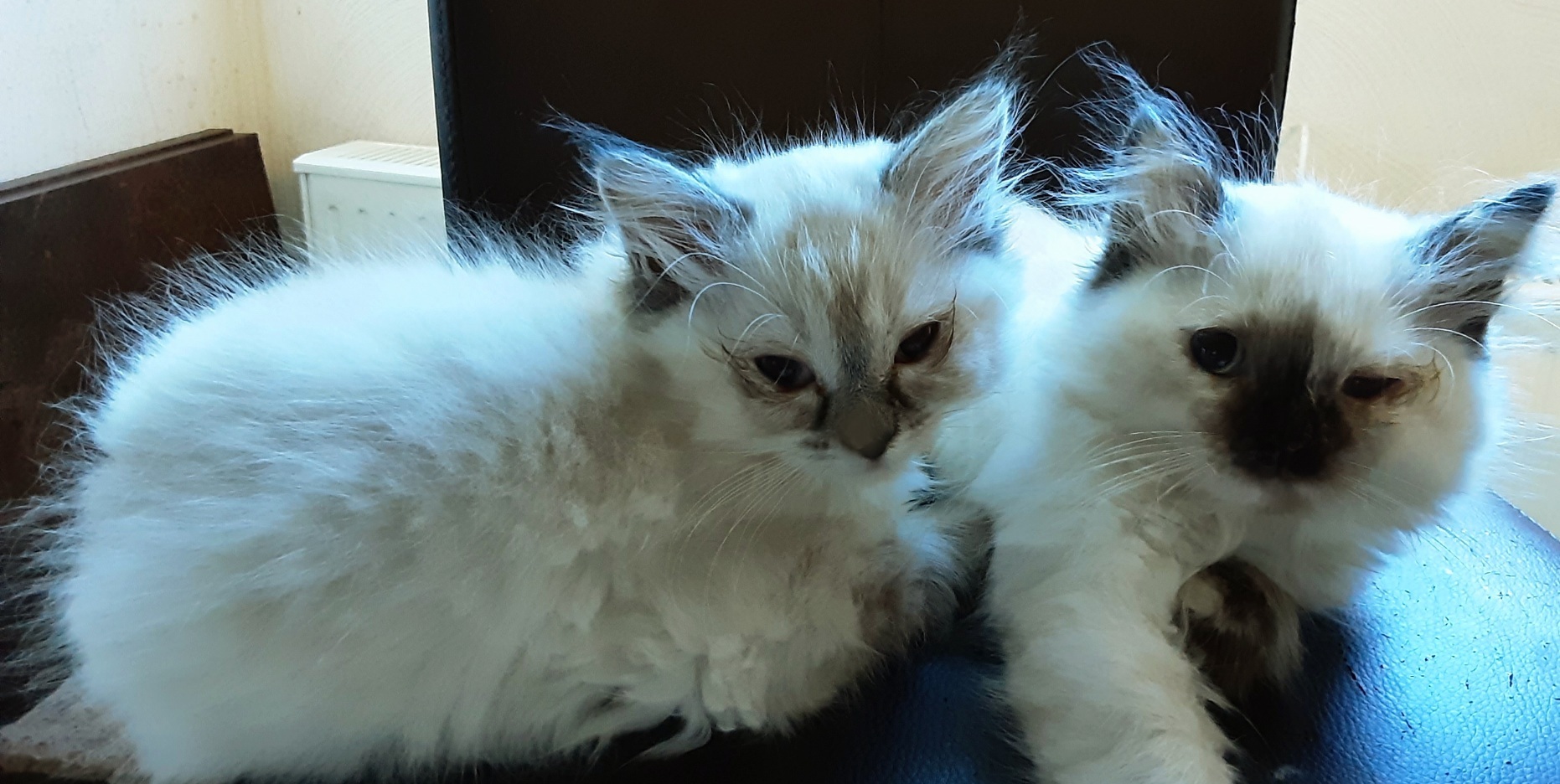 Rassekatzen-in-Not.com